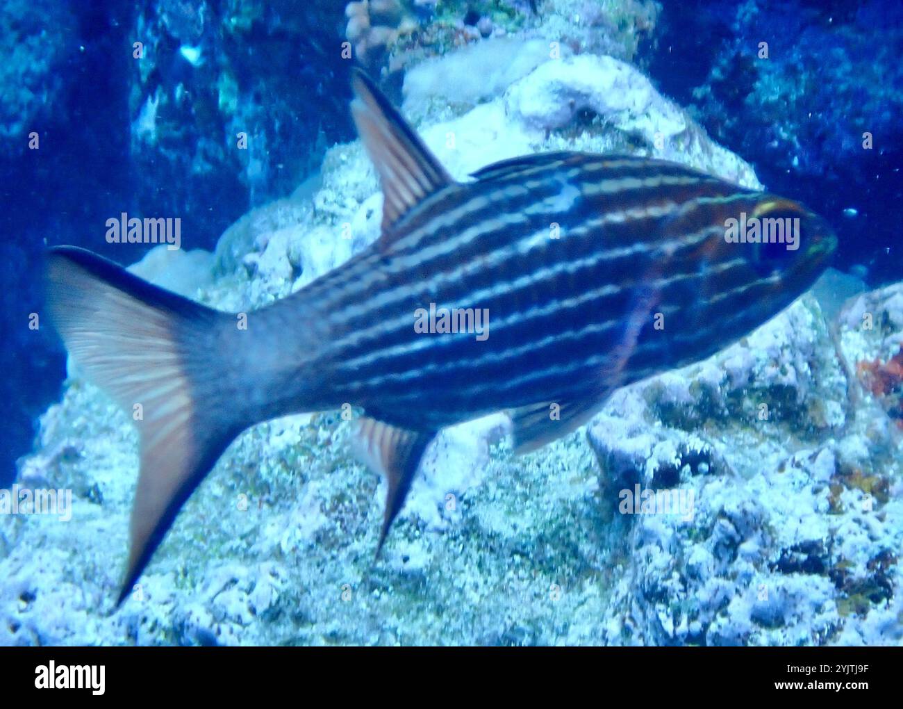 Tiger Cardinalfish (Cheilodipterus macrodon Stock Photo - Alamy