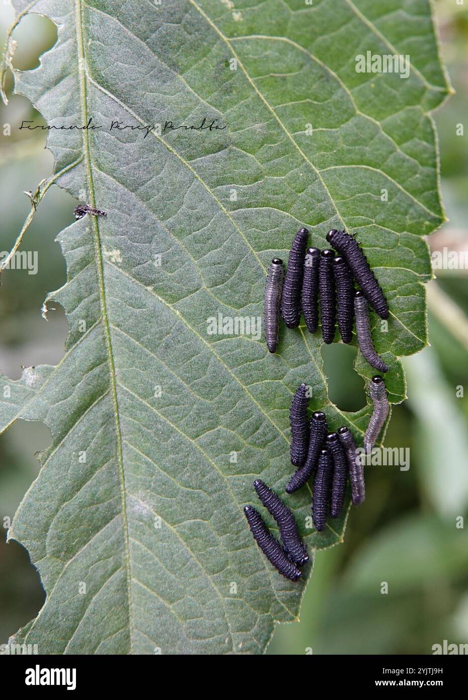 Argid sawflies hi-res stock photography and images - Alamy