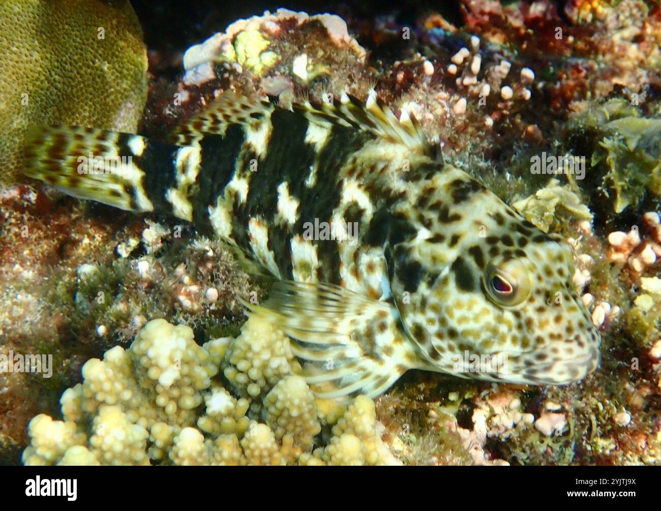 Red Sea Stocky Hawkfish (Cirrhitus spilotoceps Stock Photo - Alamy