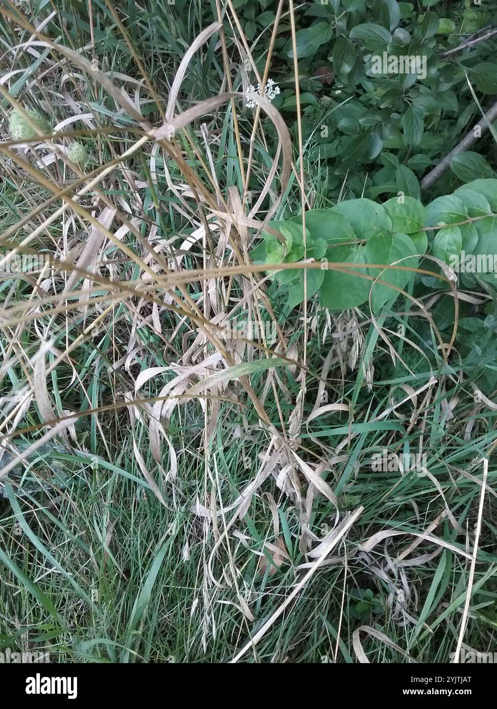 Smooth Brome (Bromus inermis Stock Photo - Alamy