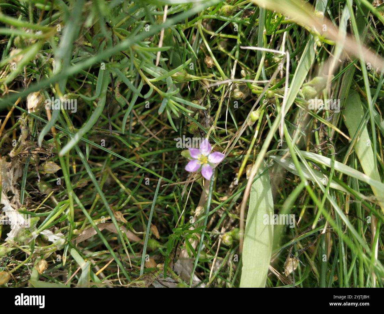 Red Sand Spurrey (Spergularia rubra Stock Photo - Alamy