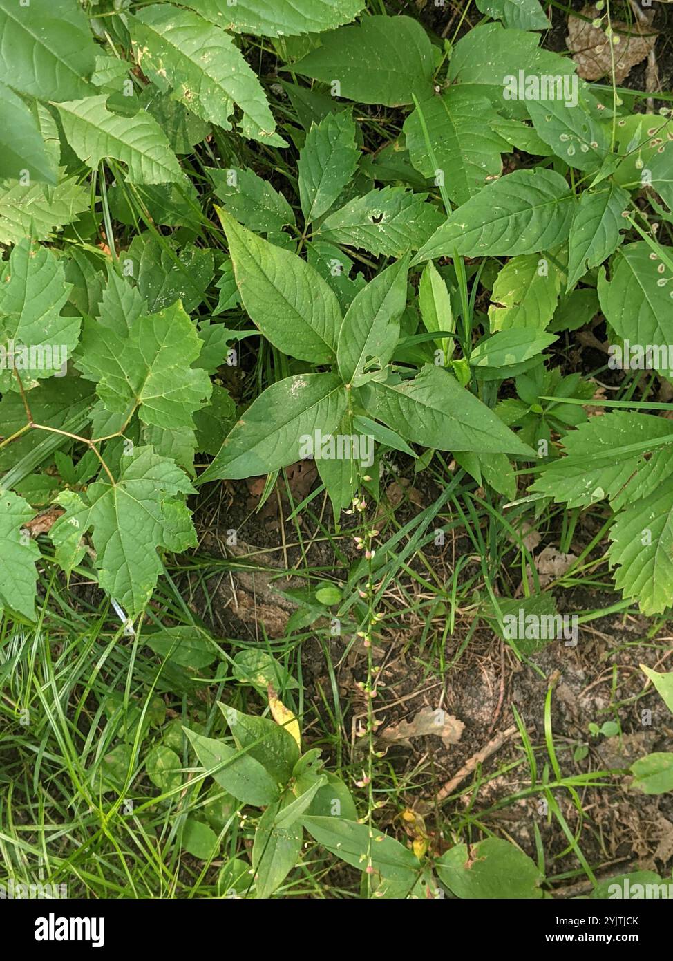 American jumpseed (Persicaria virginiana Stock Photo - Alamy