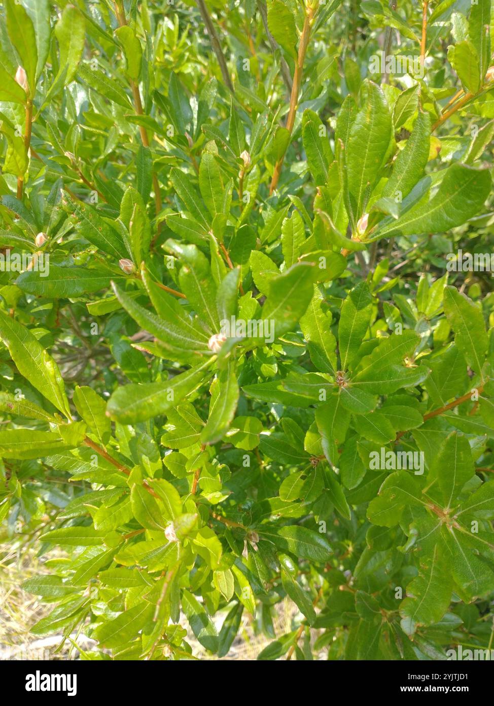 western azalea (Rhododendron occidentale Stock Photo - Alamy