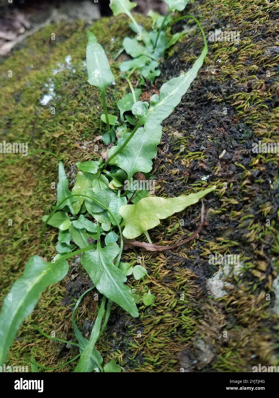 walking fern (Asplenium rhizophyllum Stock Photo - Alamy