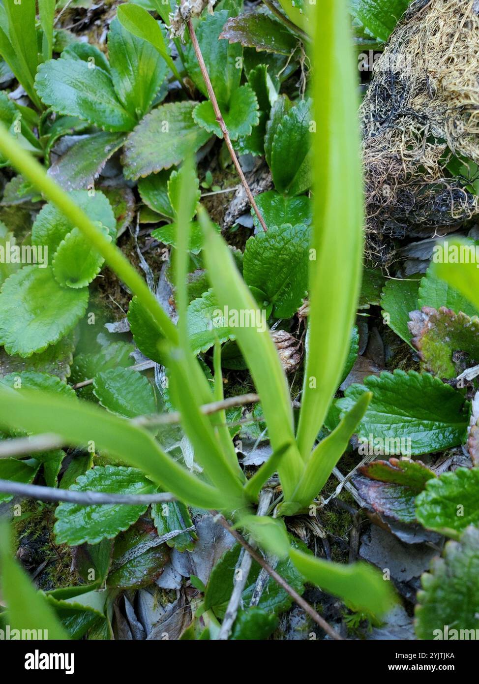 western false asphodel (Triantha occidentalis Stock Photo - Alamy