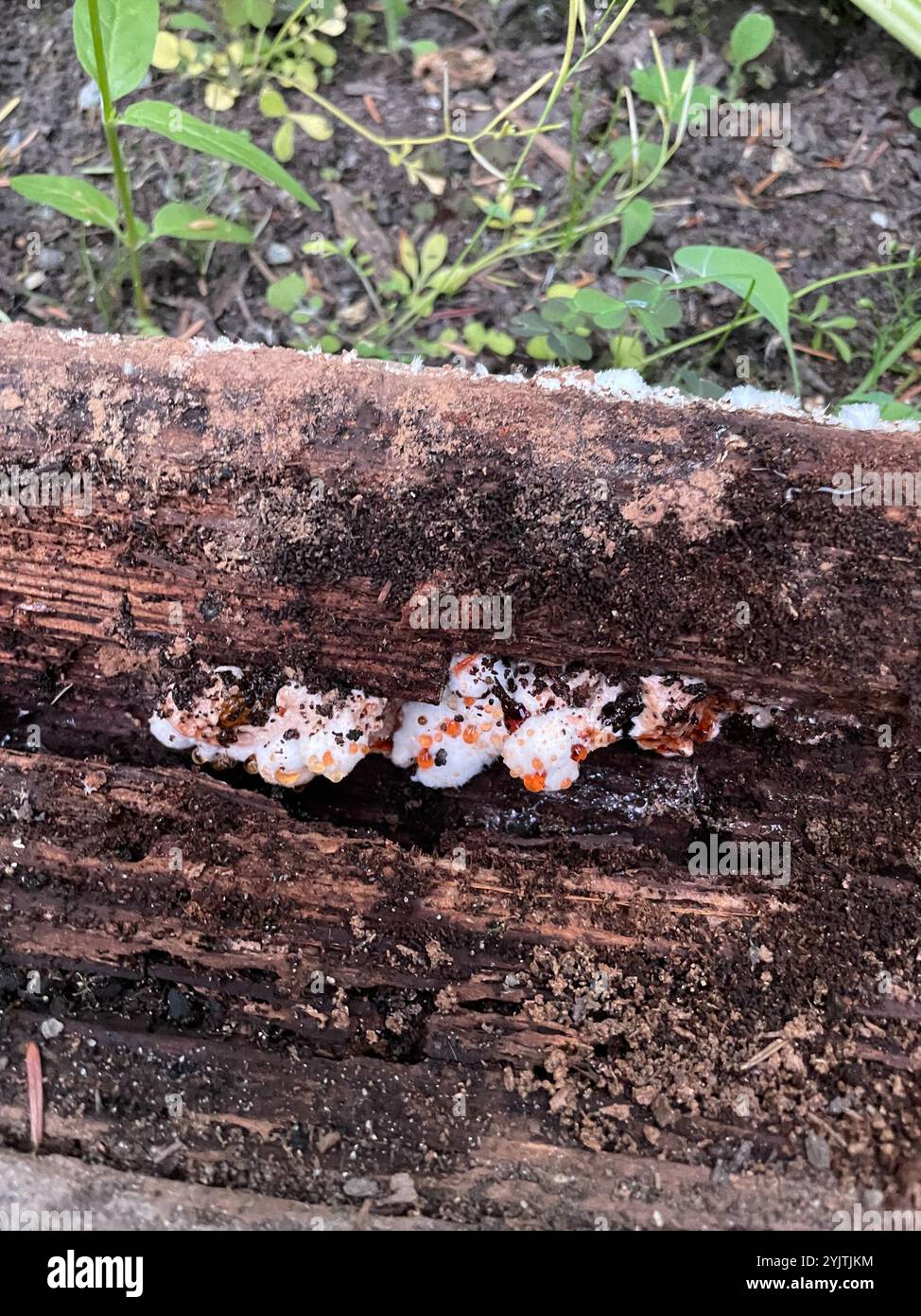 Blushing Rosette (Abortiporus biennis Stock Photo - Alamy