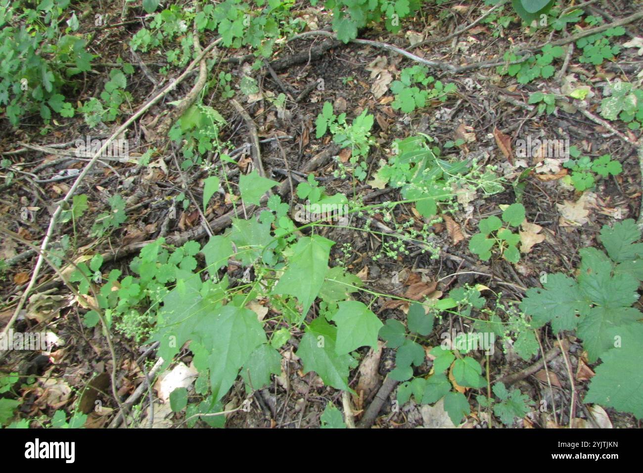Eurasian maple-leaved goosefoot (Chenopodiastrum hybridum Stock Photo ...