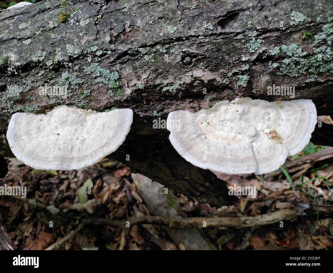 Lumpy Bracket (Trametes gibbosa Stock Photo - Alamy