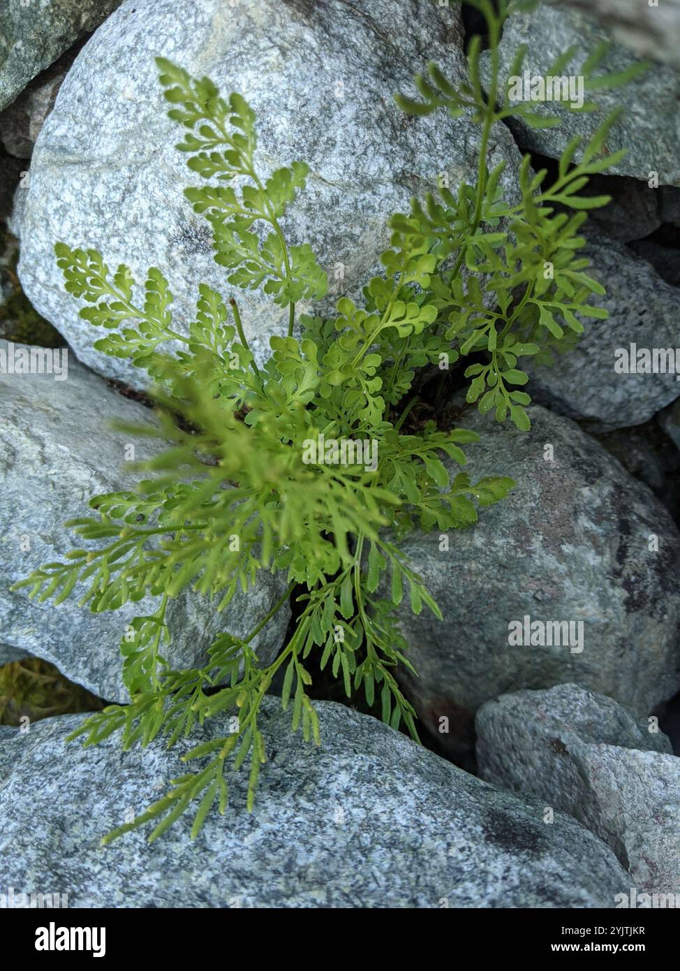 Cascadensis hi-res stock photography and images - Alamy