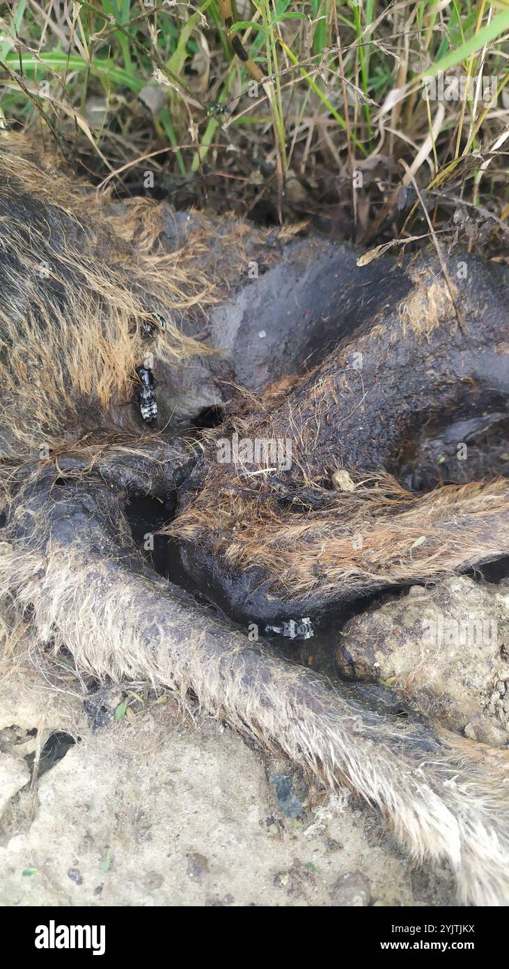 Creophilus maxillosus hi-res stock photography and images - Alamy