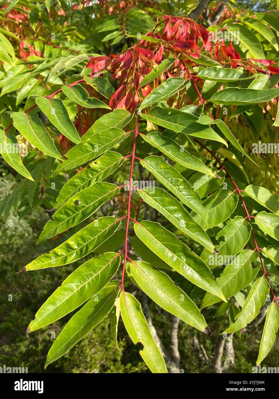 tree-of-heaven (Ailanthus altissima Stock Photo - Alamy