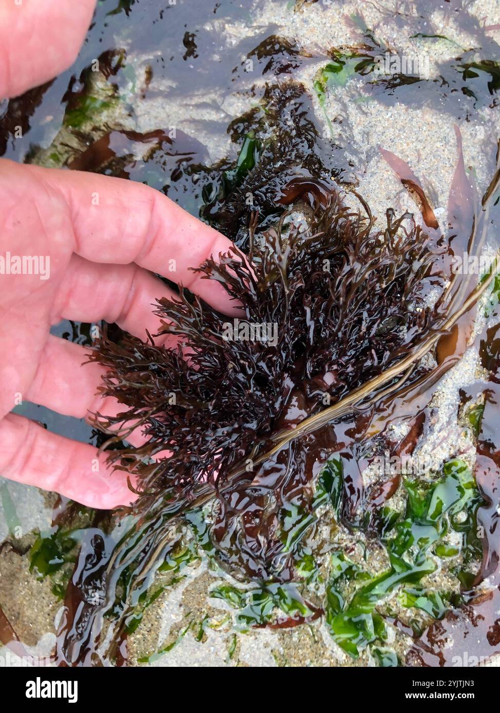 encrusting red algae (Mastocarpus Stock Photo - Alamy