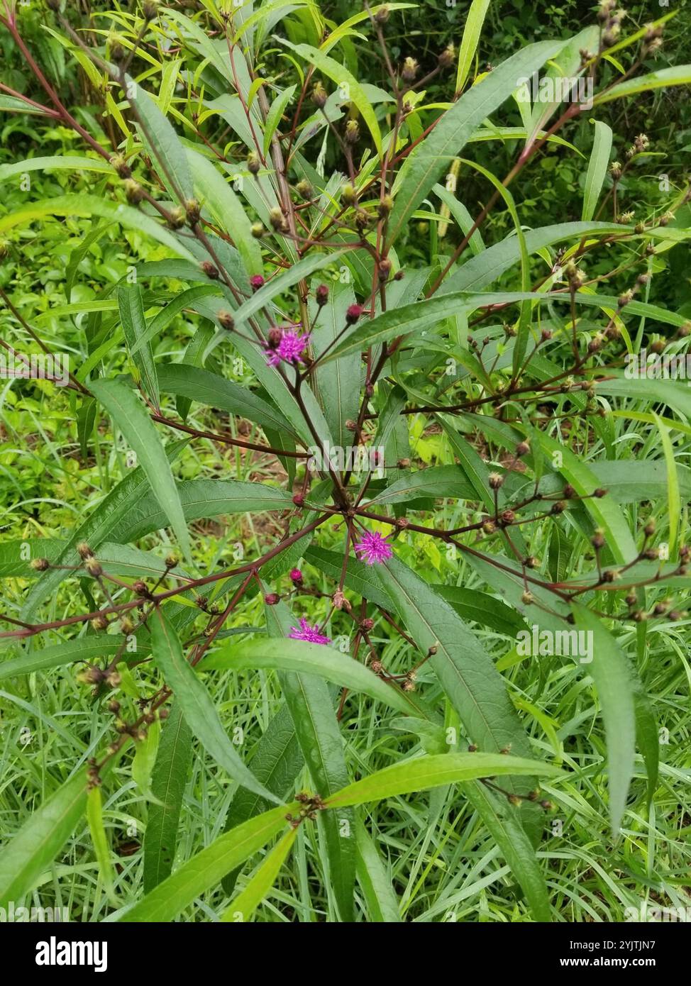 Tall Ironweed (Vernonia gigantea Stock Photo - Alamy