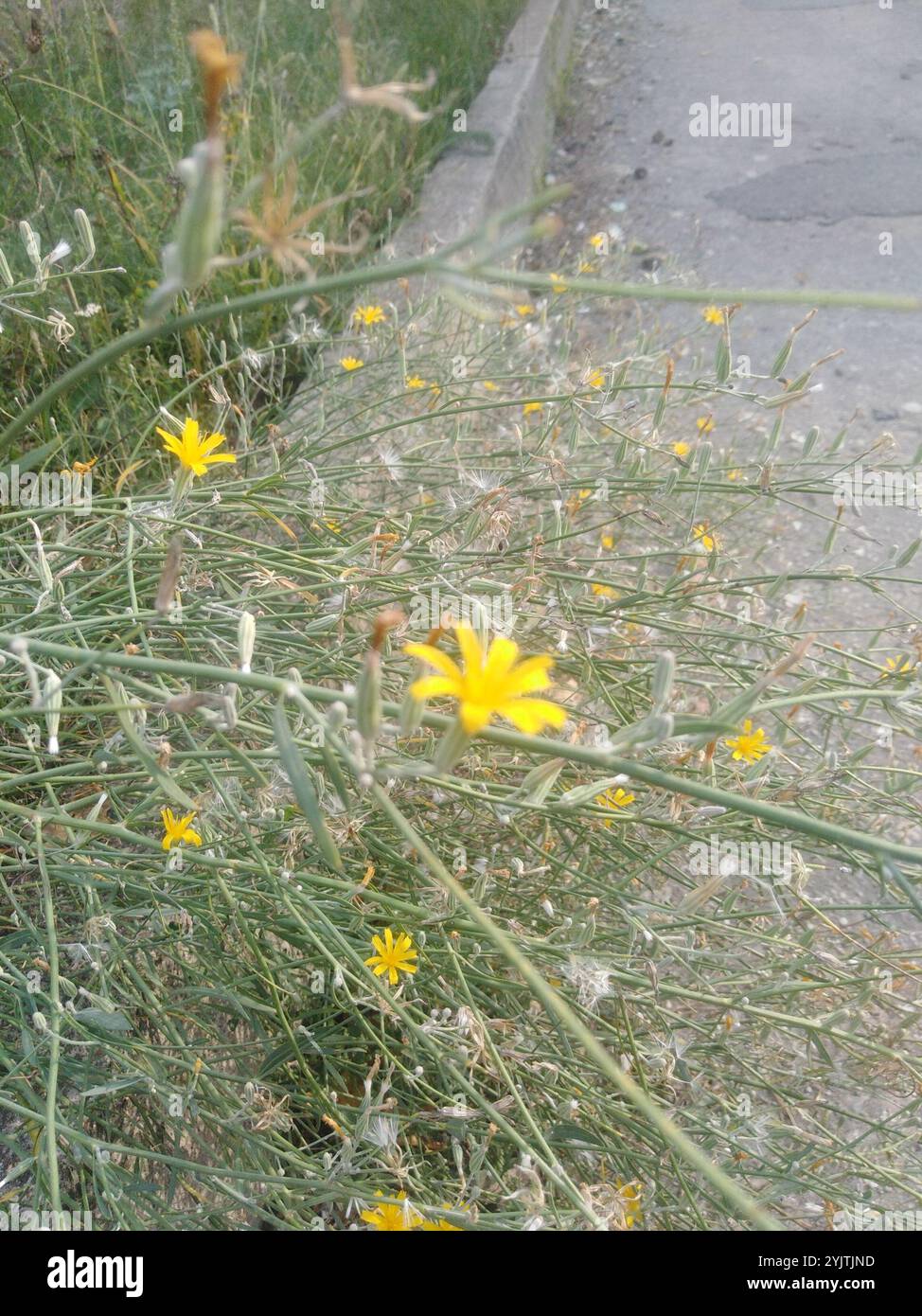Rush Skeletonweed (Chondrilla juncea Stock Photo - Alamy