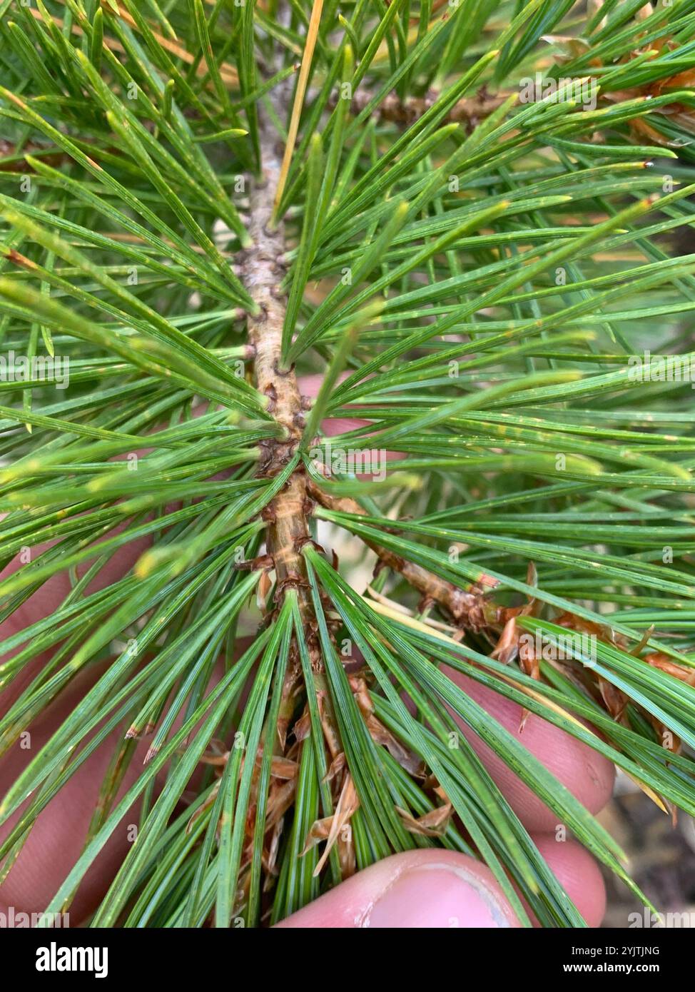 limber pine (Pinus flexilis Stock Photo - Alamy