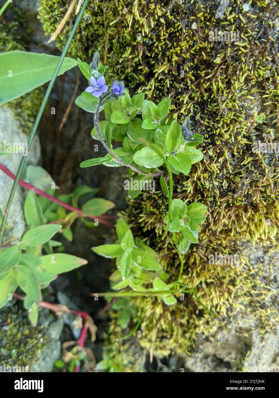 American alpine speedwell hi-res stock photography and images - Alamy