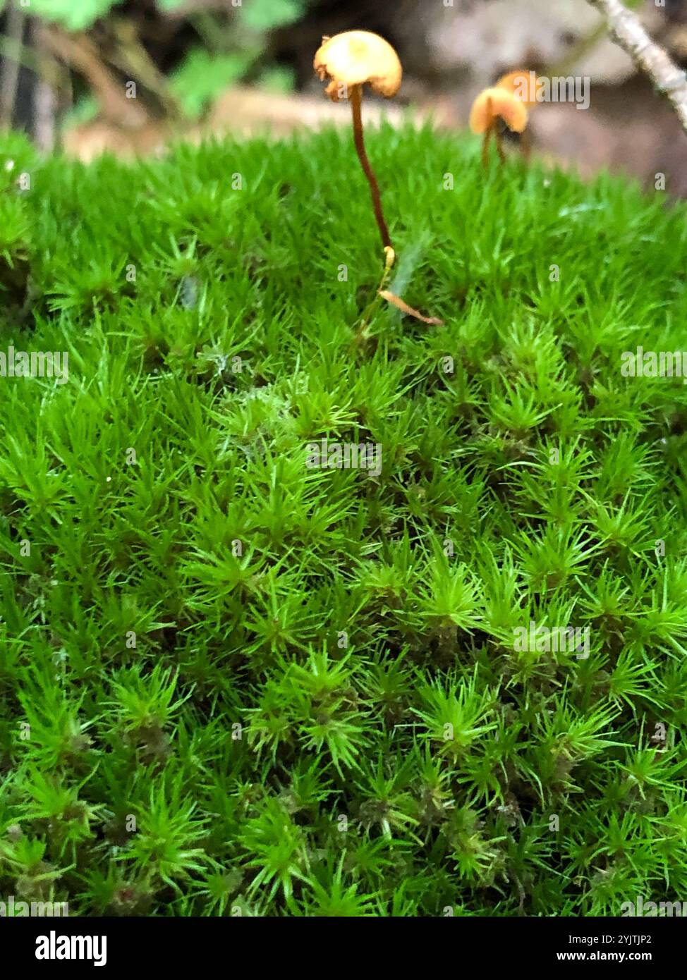 Dicranum viride hi-res stock photography and images - Alamy