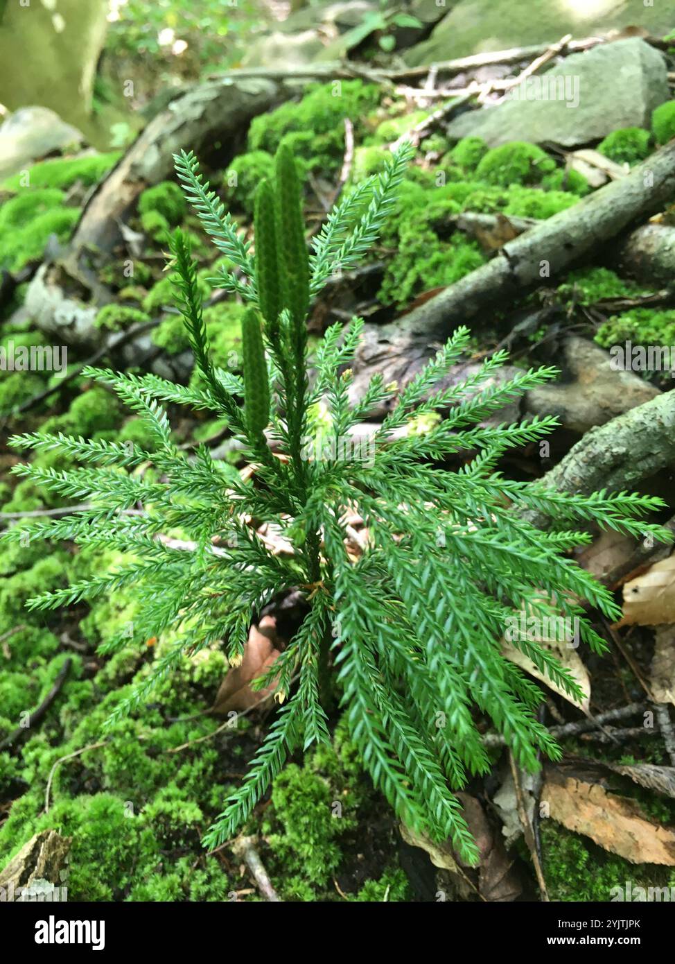 flat-branched tree-clubmoss (Dendrolycopodium obscurum Stock Photo - Alamy