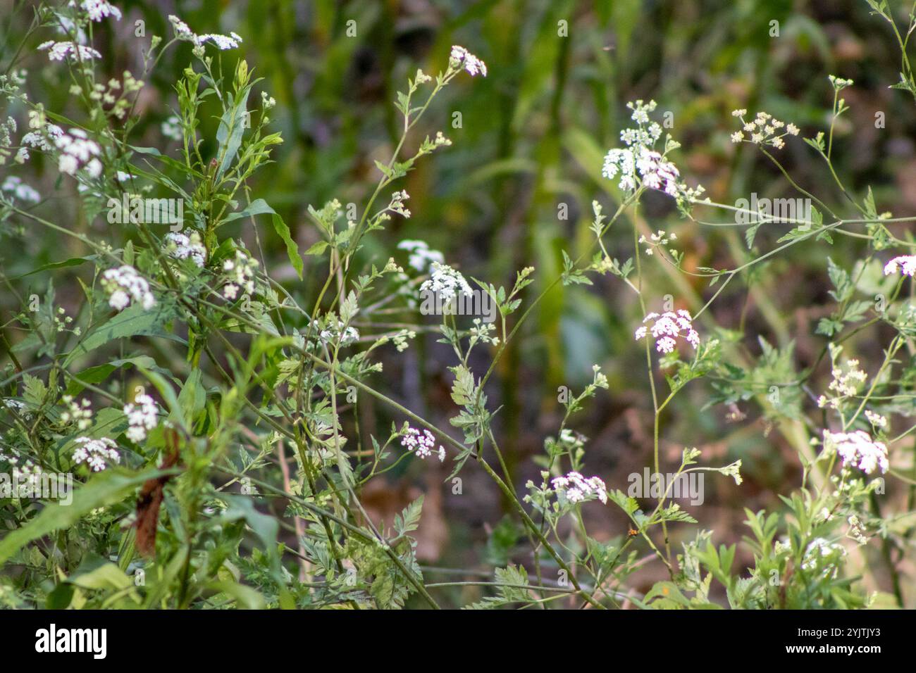 hedge parslies (Torilis Stock Photo - Alamy