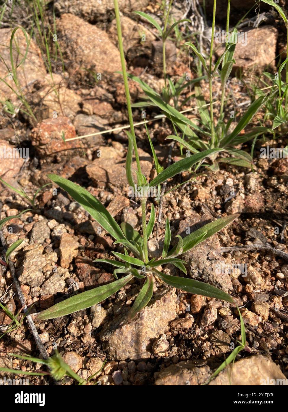 Slender Snakecotton (Froelichia gracilis Stock Photo - Alamy