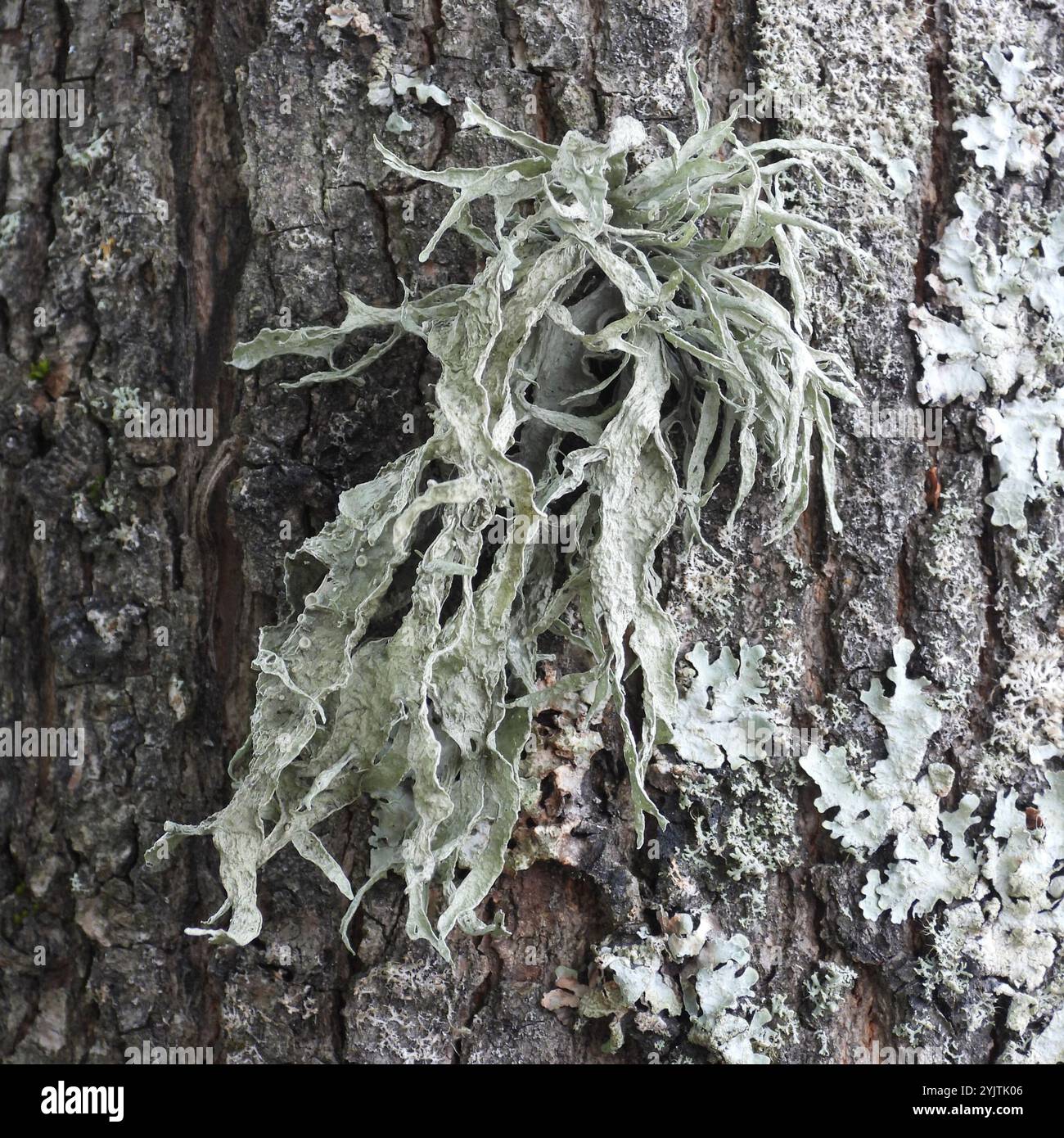 Cartilage lichen hi-res stock photography and images - Alamy