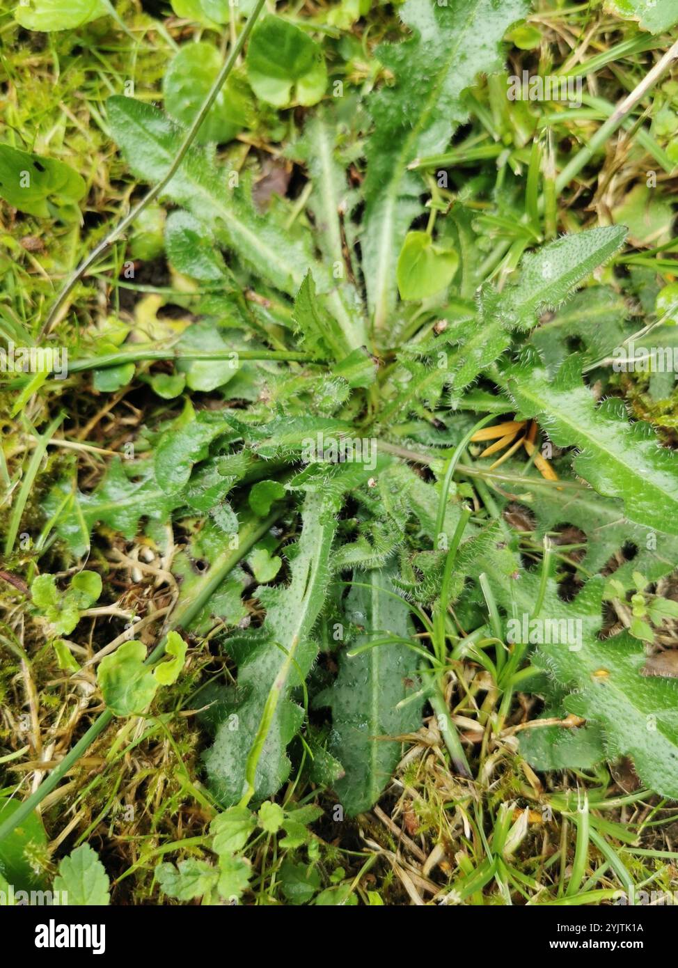 Common Cat's-ear (Hypochaeris radicata Stock Photo - Alamy