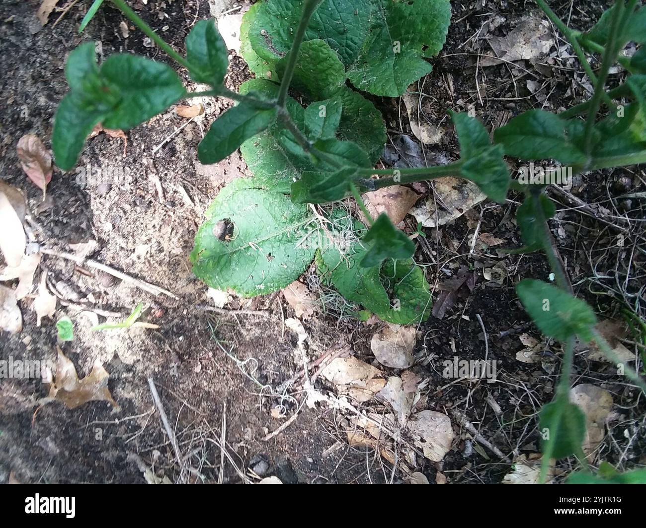 common elephant's-foot (Elephantopus tomentosus Stock Photo - Alamy