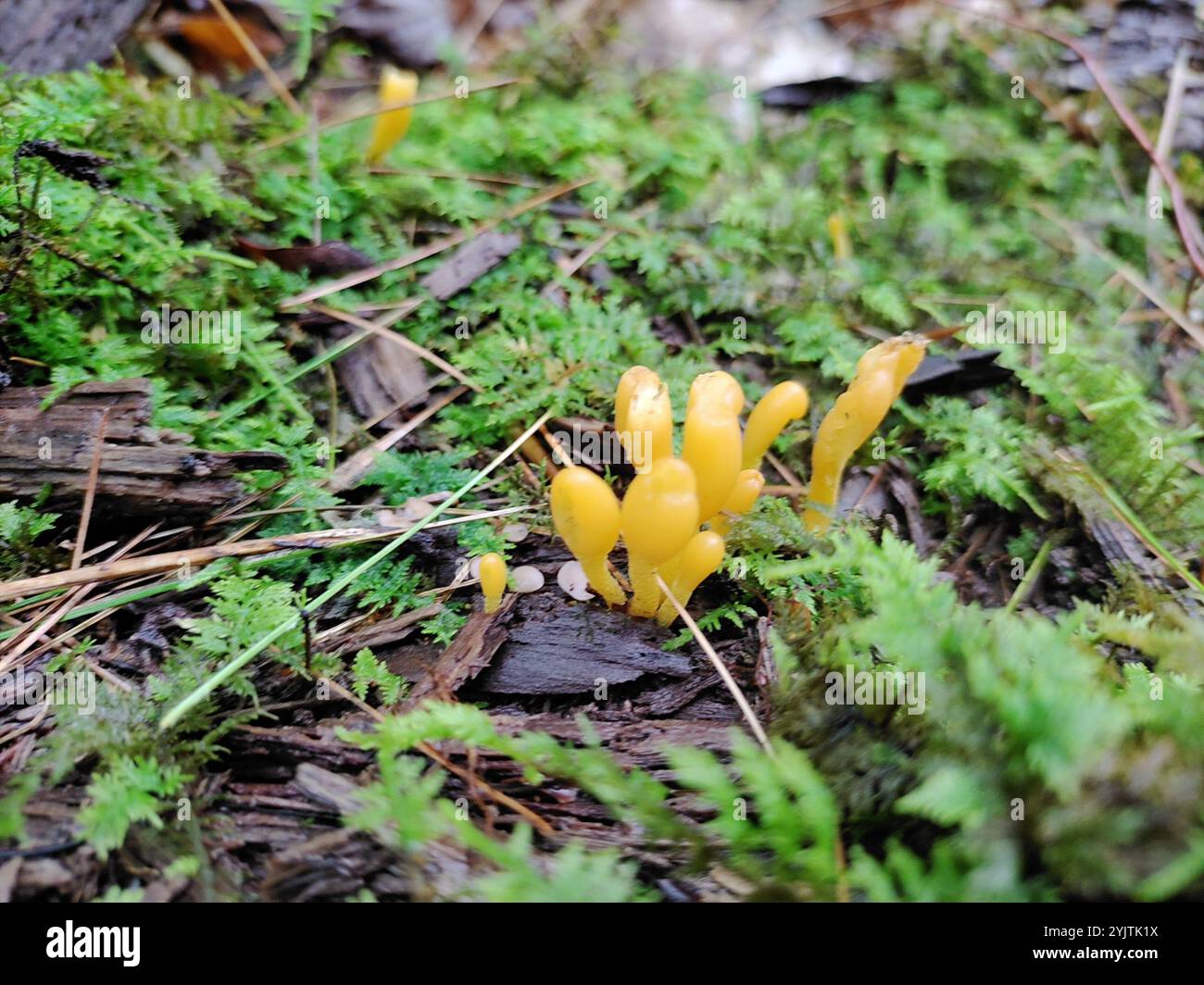 orange earthtongue (Microglossum rufum Stock Photo - Alamy