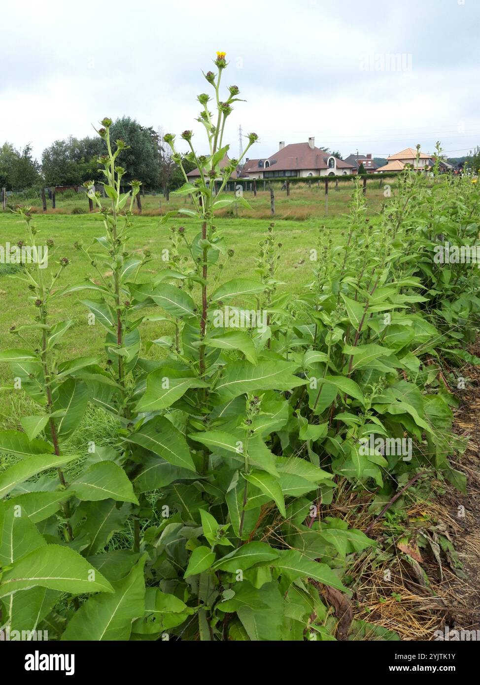 Indian Elecampane (Inula racemosa Stock Photo - Alamy