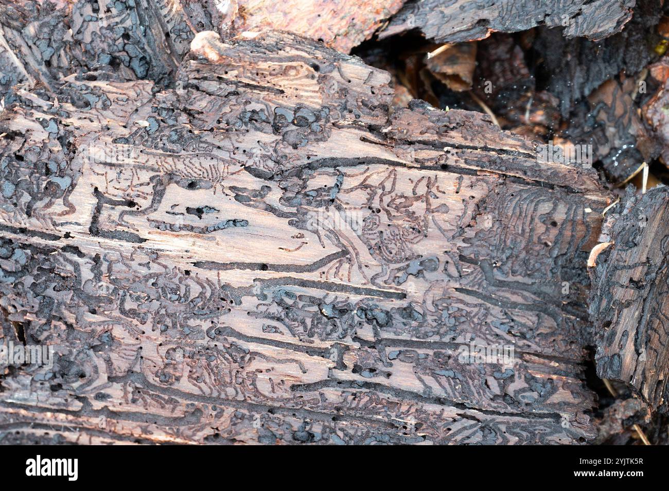 Tree bark infested with bark beetle, galleries and single winding ...