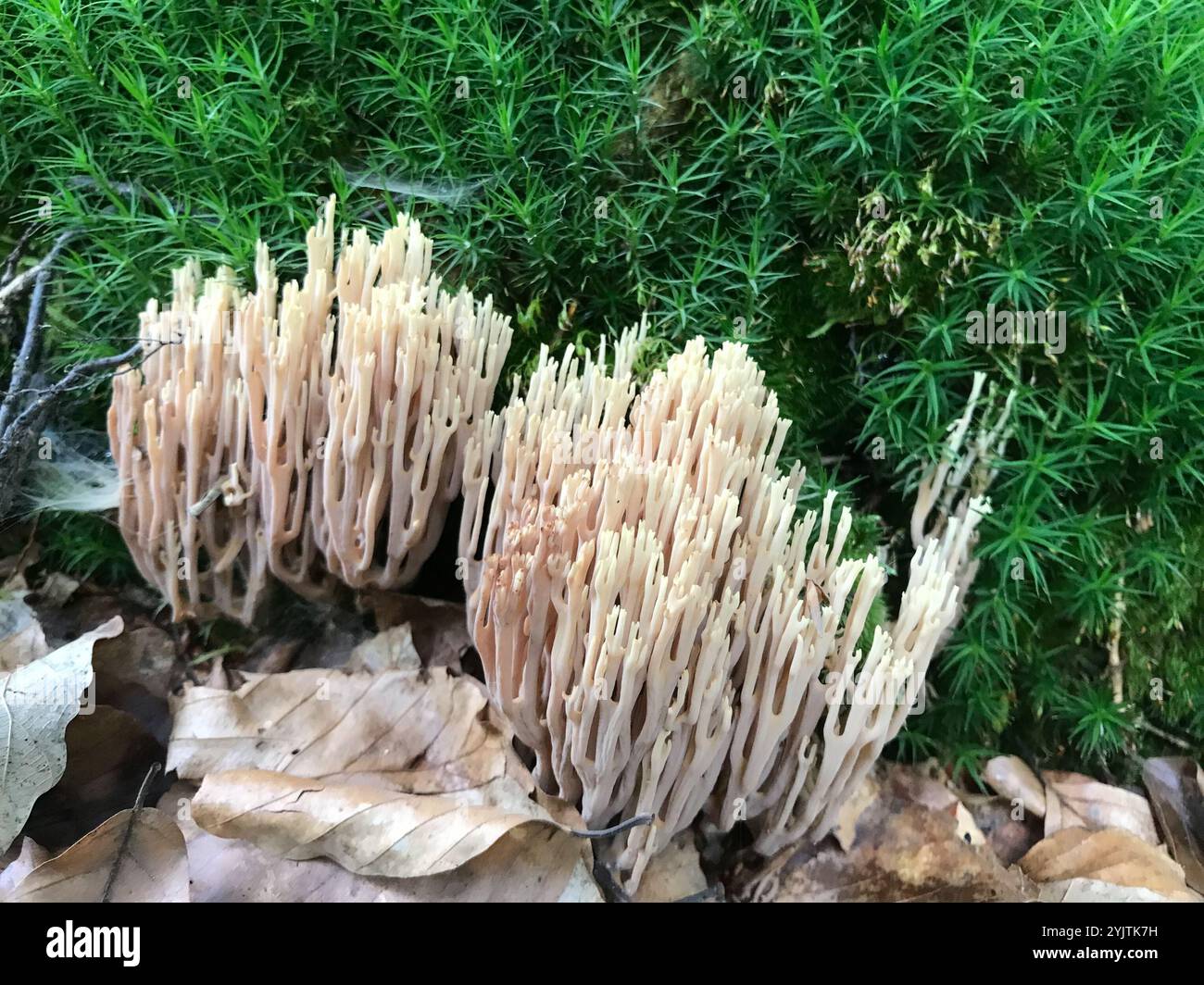 Upright Coral Fungus (Ramaria stricta Stock Photo - Alamy