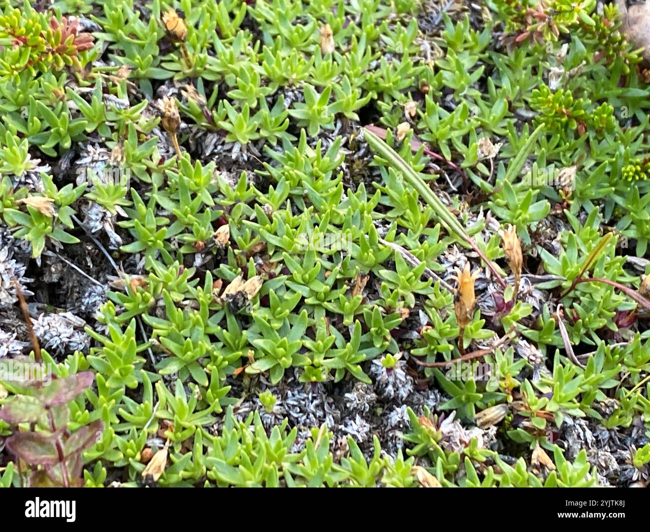 Moss Campion (Silene acaulis Stock Photo - Alamy