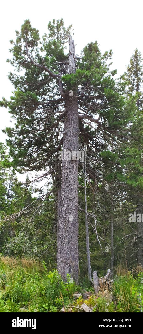 Siberian pine (Pinus sibirica Stock Photo - Alamy