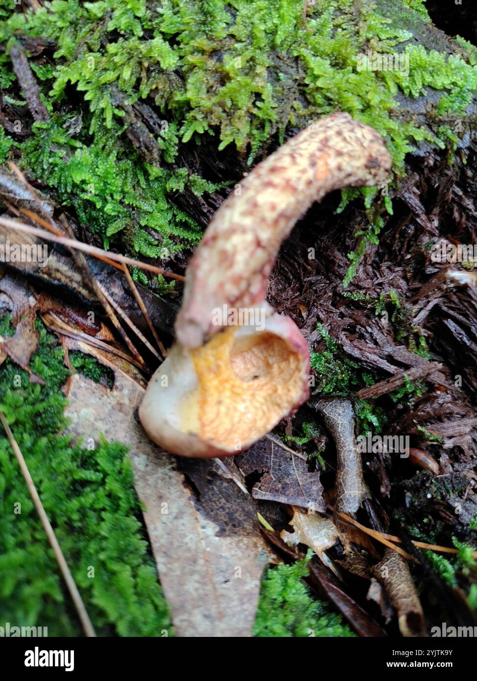 Painted Suillus (Suillus spraguei Stock Photo - Alamy