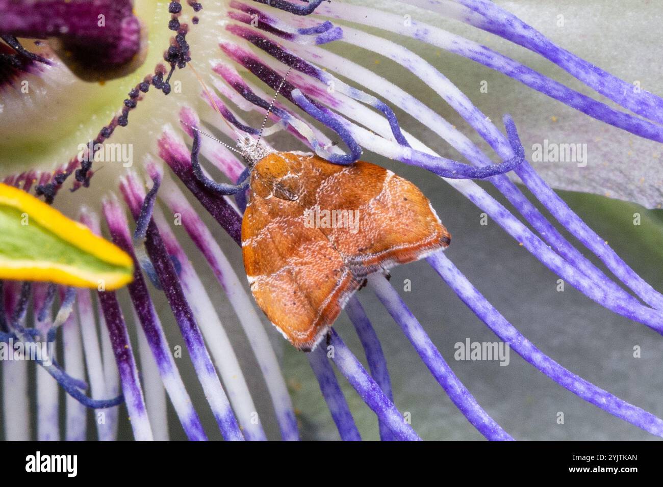 fig-tree skeletonizer moth (Choreutis nemorana Stock Photo - Alamy