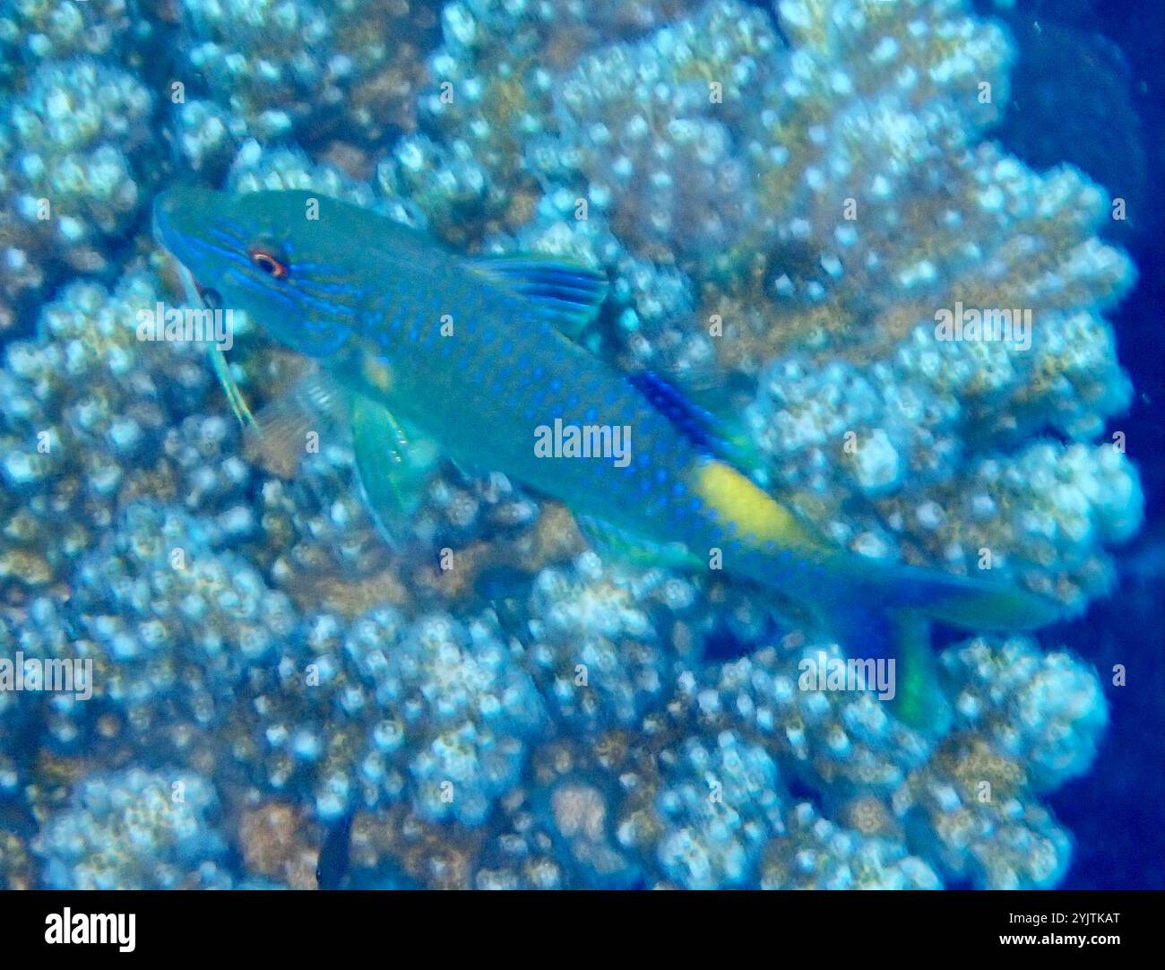 Goldsaddle goatfish parupeneus cyclostomus hi-res stock photography and ...