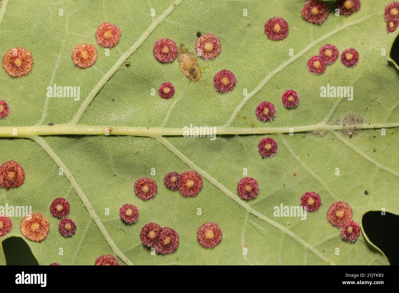 Common Spangle Gall Wasp (Neuroterus quercusbaccarum Stock Photo - Alamy