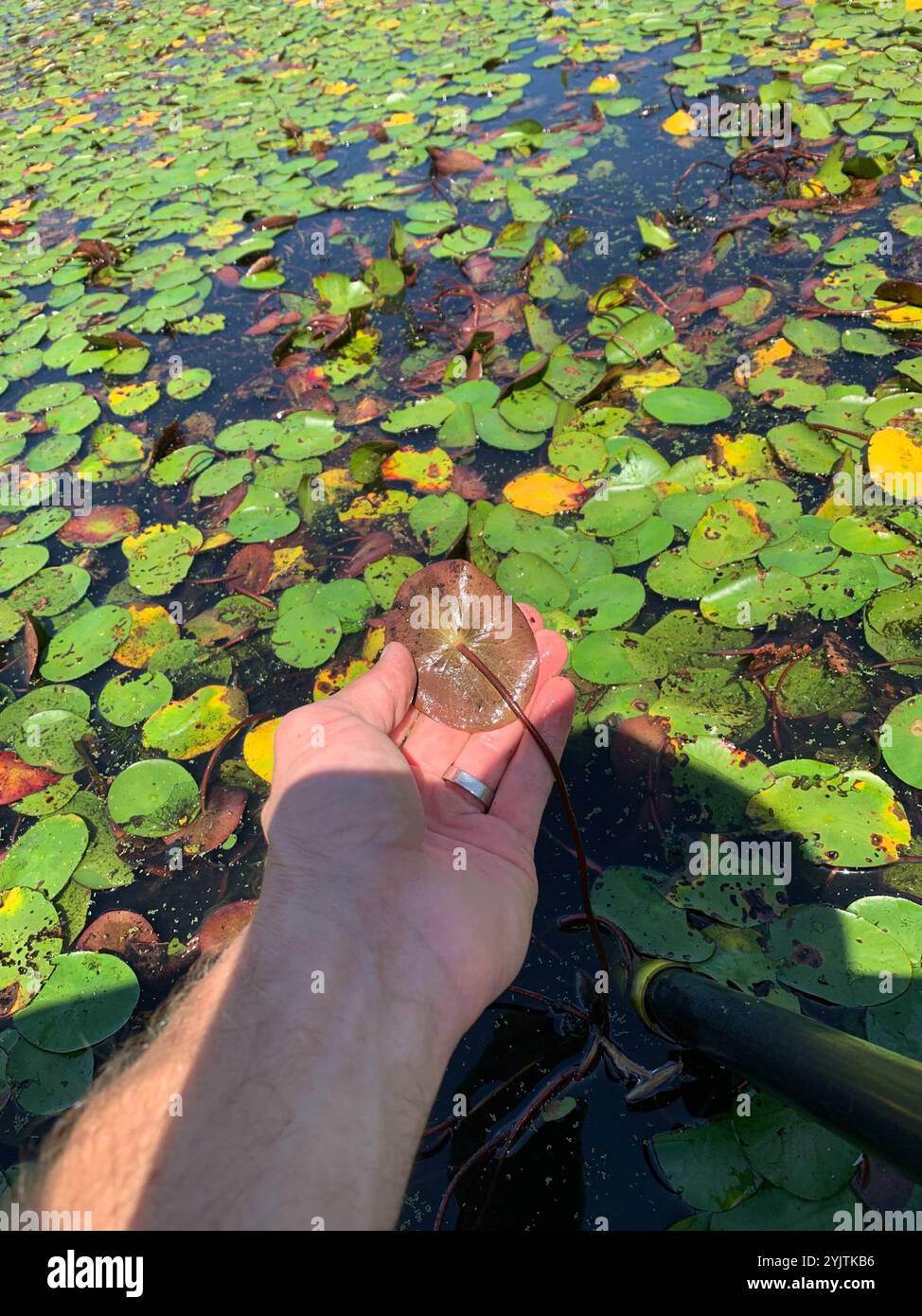 Watershield (Brasenia schreberi Stock Photo - Alamy