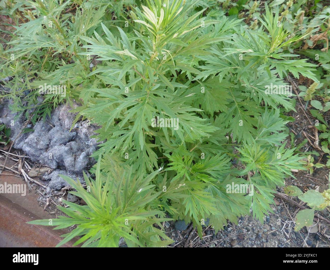 common mugwort (Artemisia vulgaris Stock Photo - Alamy