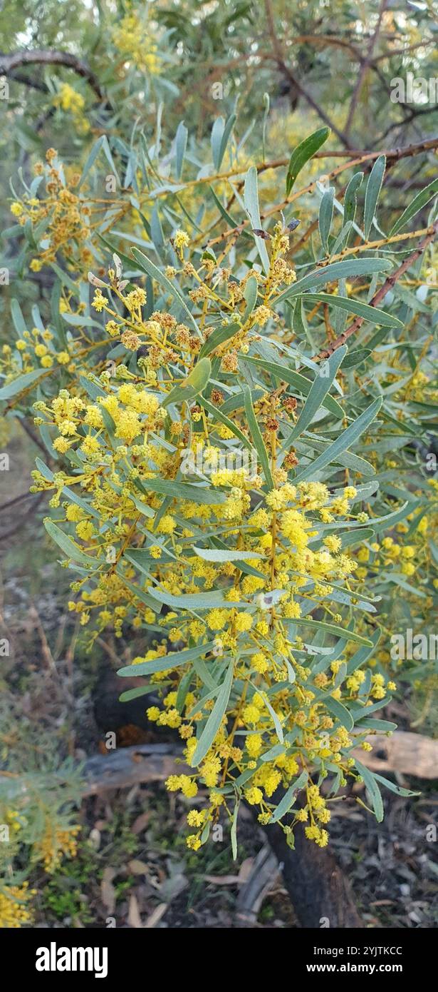 Golden Wattle (Acacia decora Stock Photo - Alamy