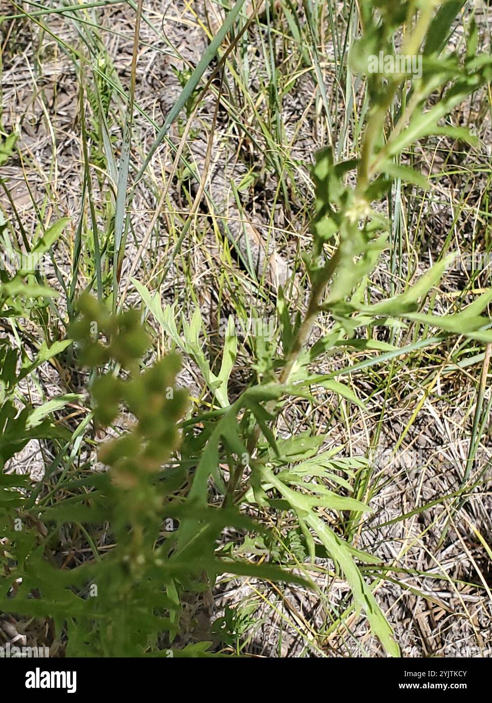 western ragweed (Ambrosia psilostachya Stock Photo - Alamy