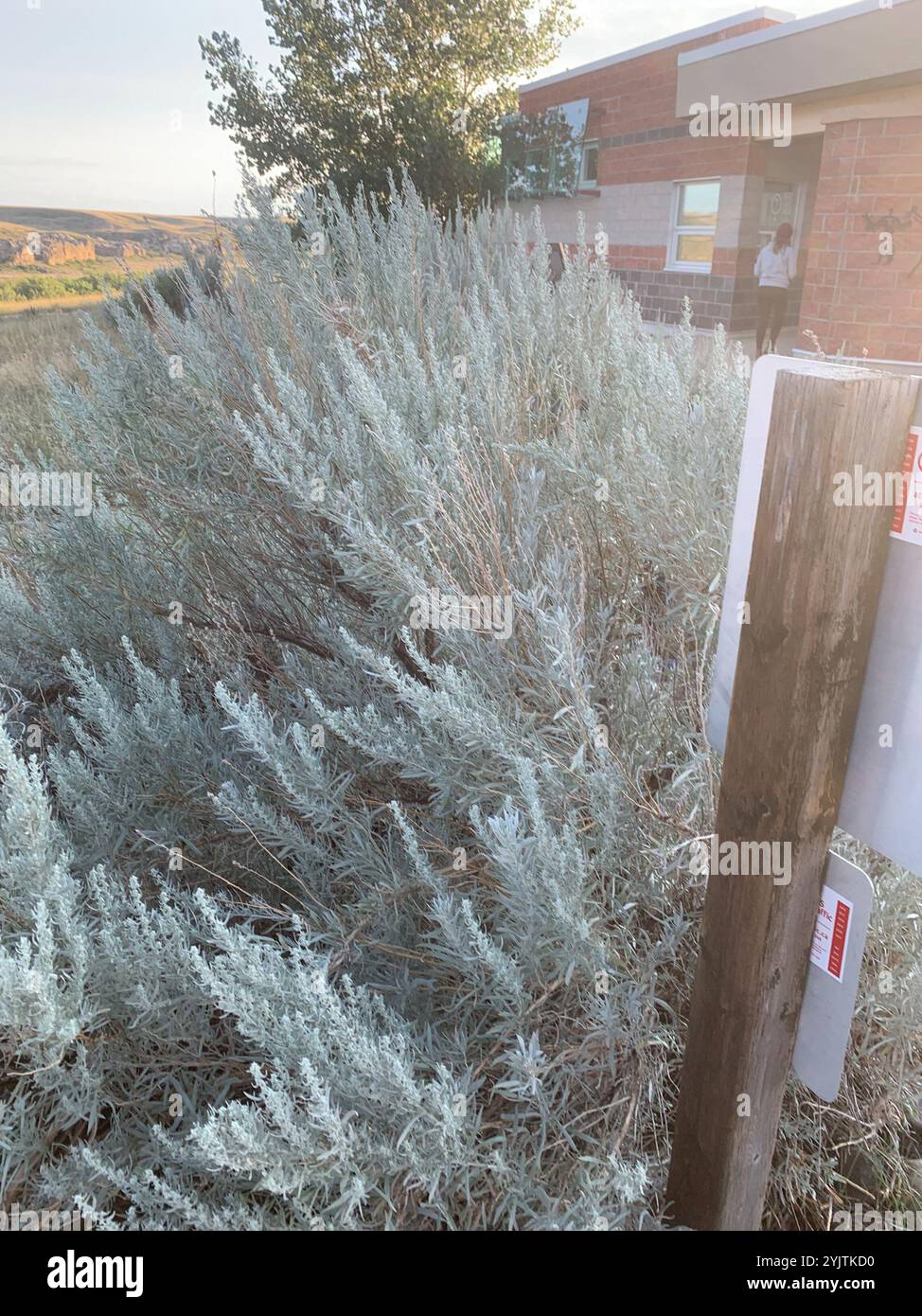 Silver sagebrush artemisia cana hi-res stock photography and images - Alamy