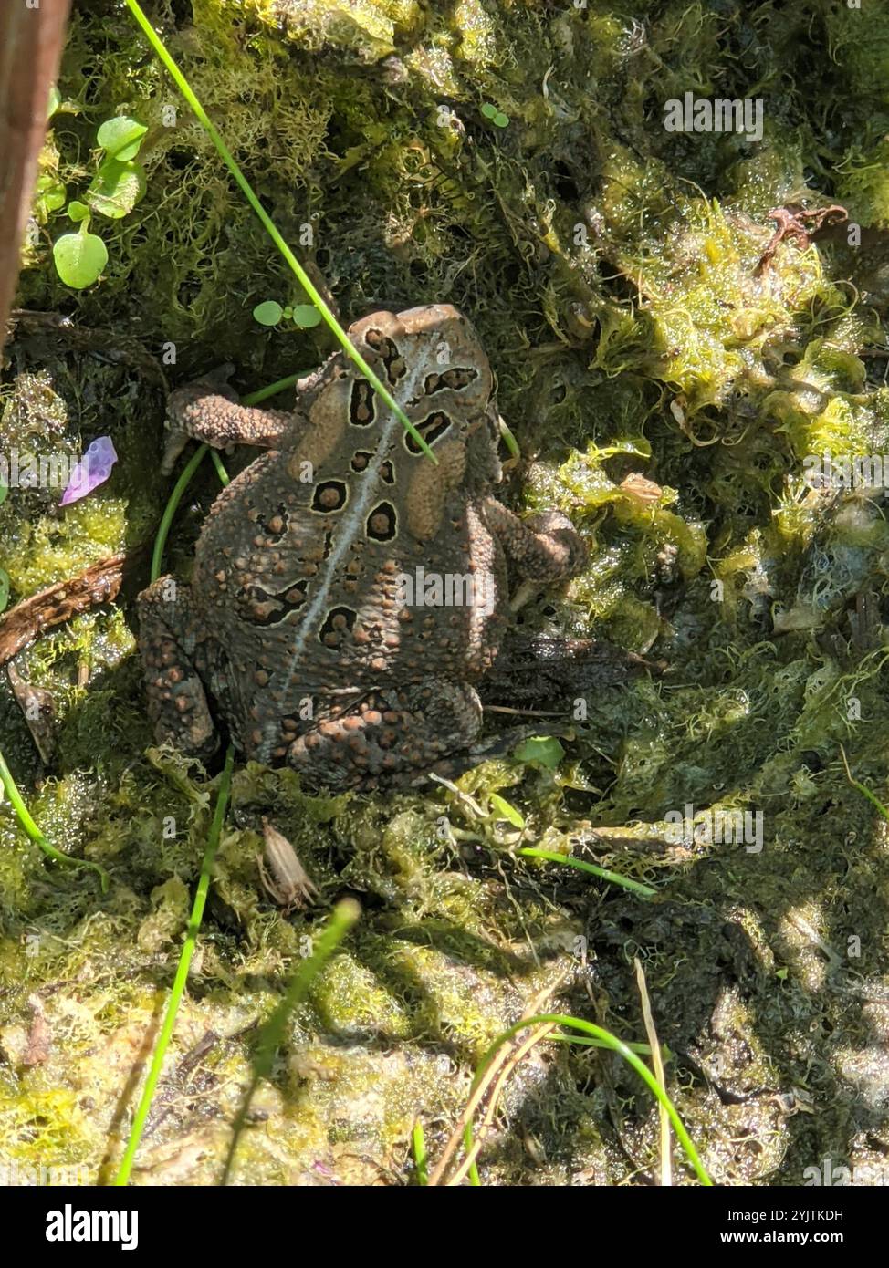 American Toad (Anaxyrus americanus Stock Photo - Alamy