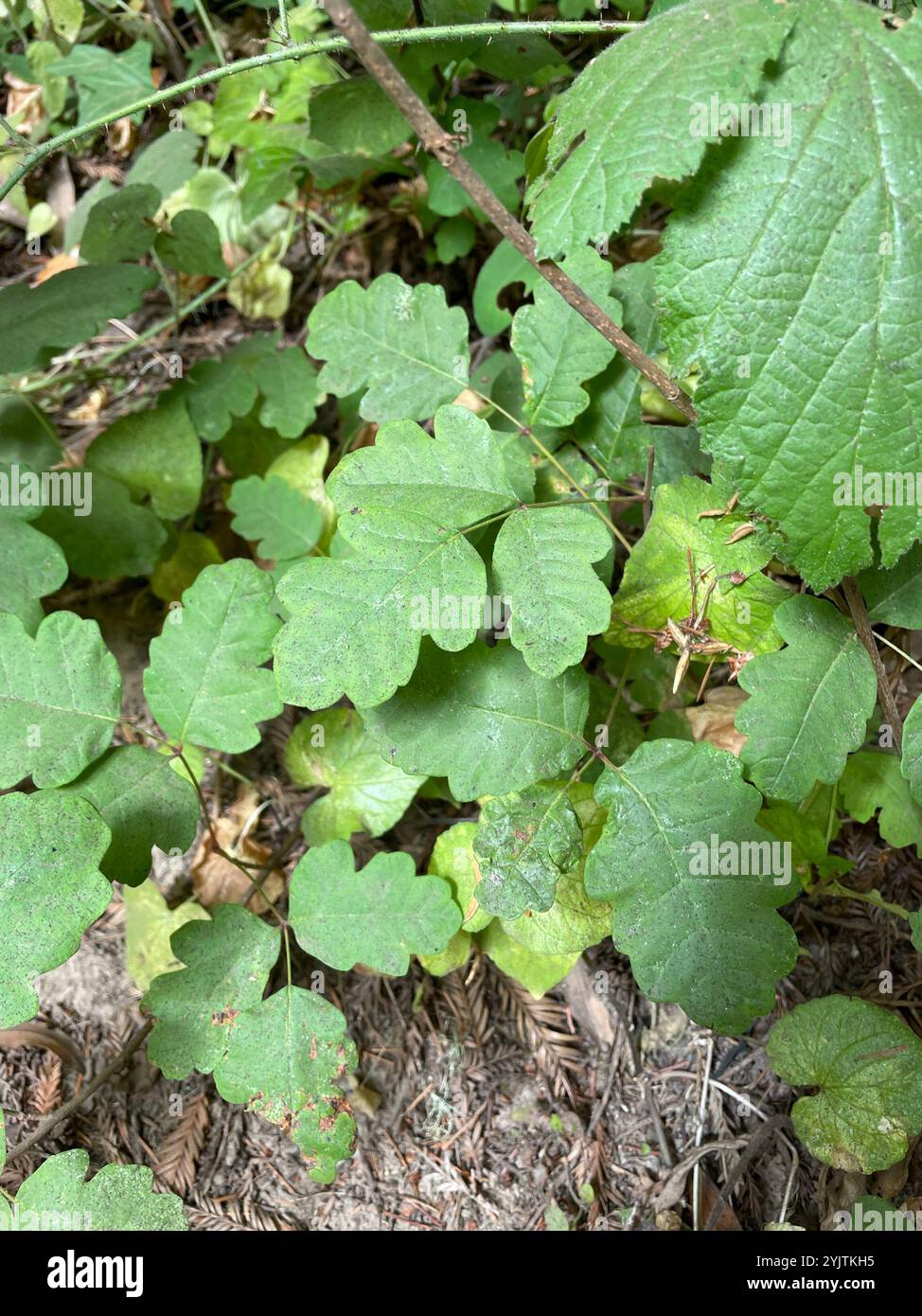 Pacific poison oak (Toxicodendron diversilobum Stock Photo - Alamy