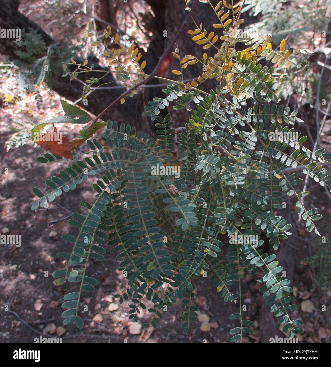 Weeping wattle (Peltophorum africanum Stock Photo - Alamy