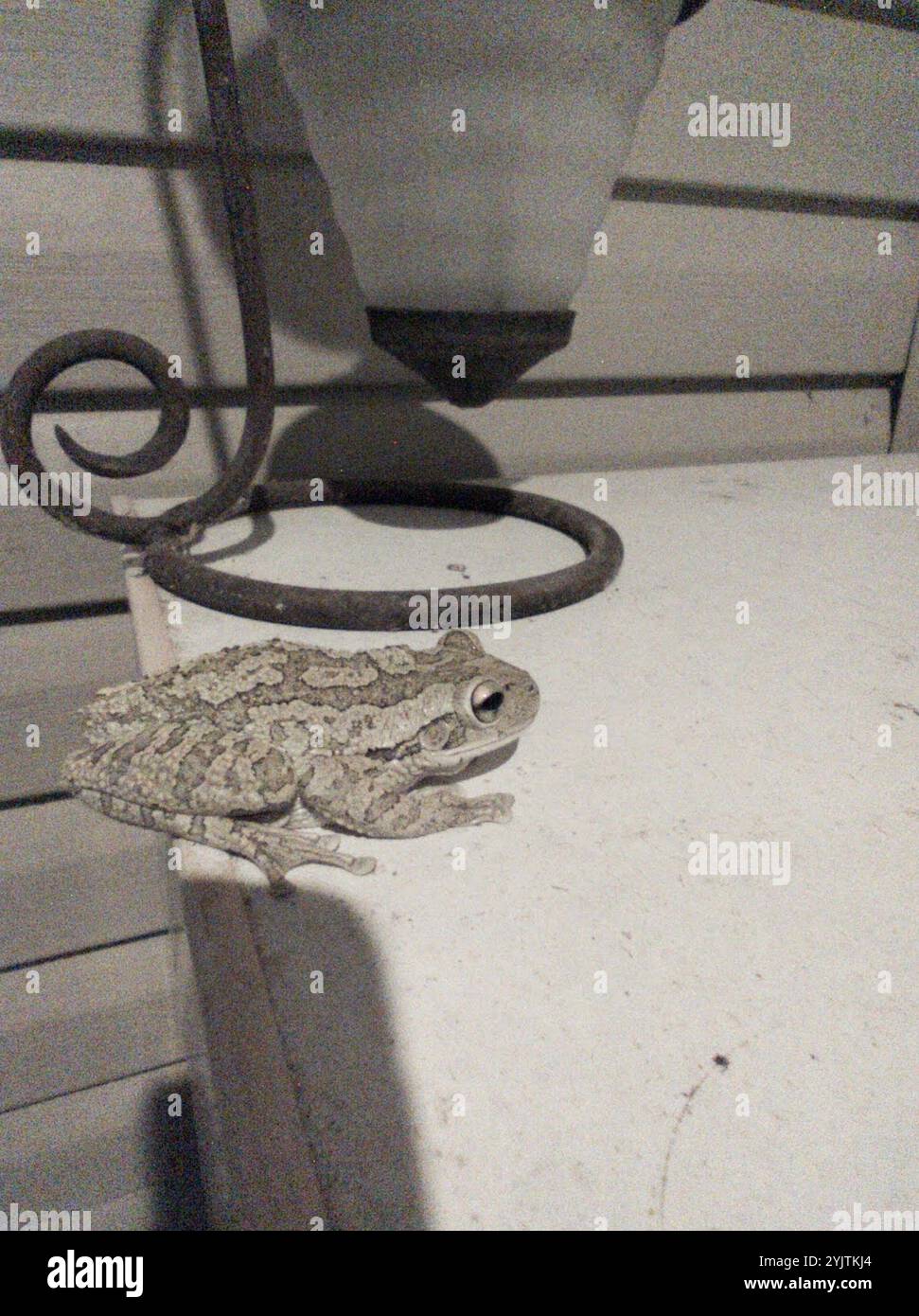 Cuban Tree Frog (Osteopilus septentrionalis Stock Photo - Alamy