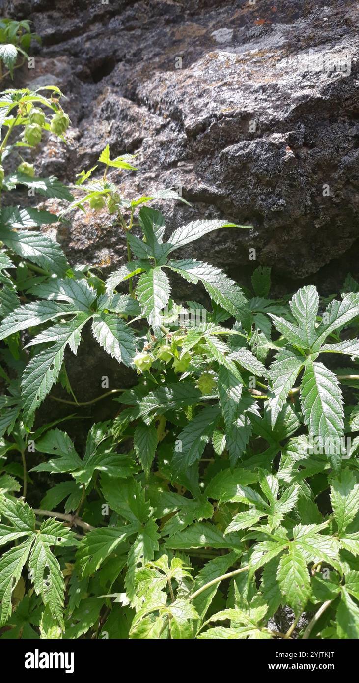 western hop (Humulus lupulus neomexicanus Stock Photo - Alamy