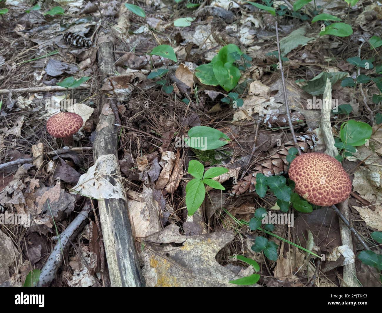 Painted Suillus (Suillus spraguei Stock Photo - Alamy