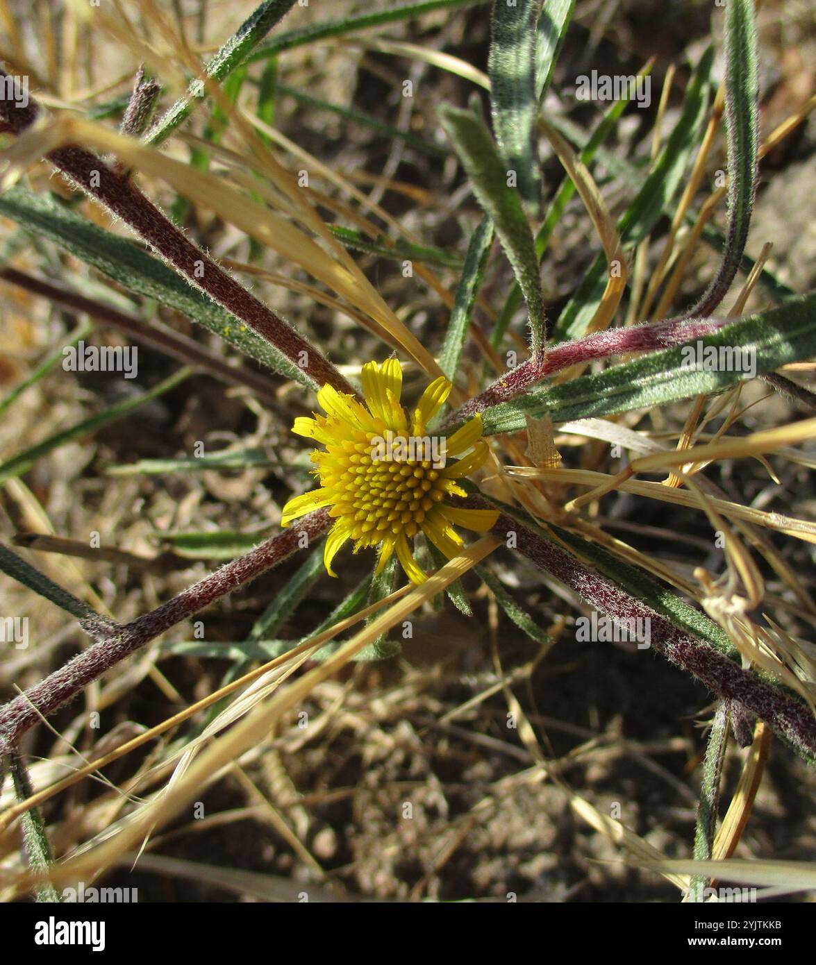 Button Vomitdaisy (Geigeria burkei Stock Photo - Alamy