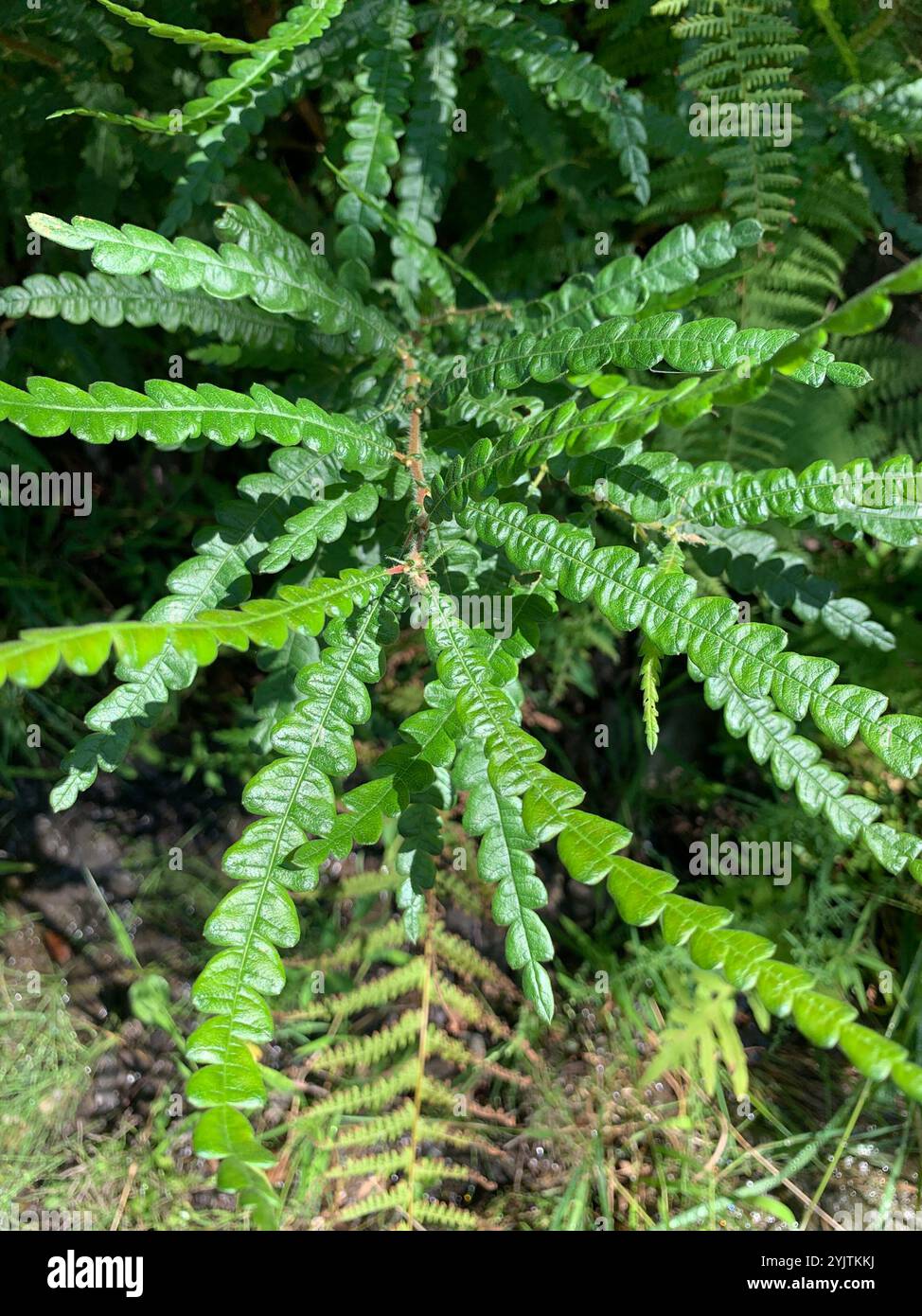 sweetfern (Comptonia peregrina Stock Photo - Alamy